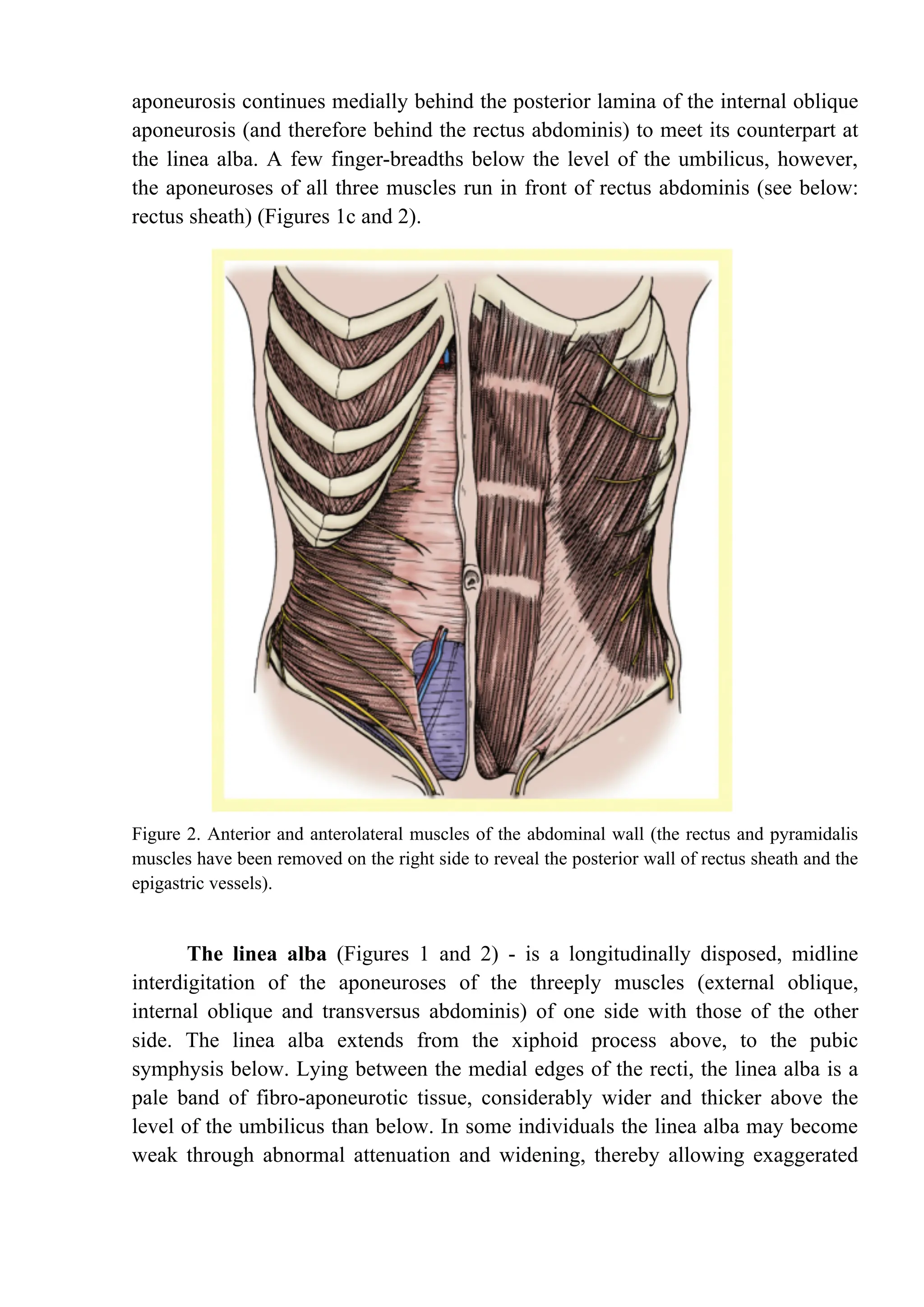 Indep work _Weaknesses of the anterior abdominal wall_ (4).pdf