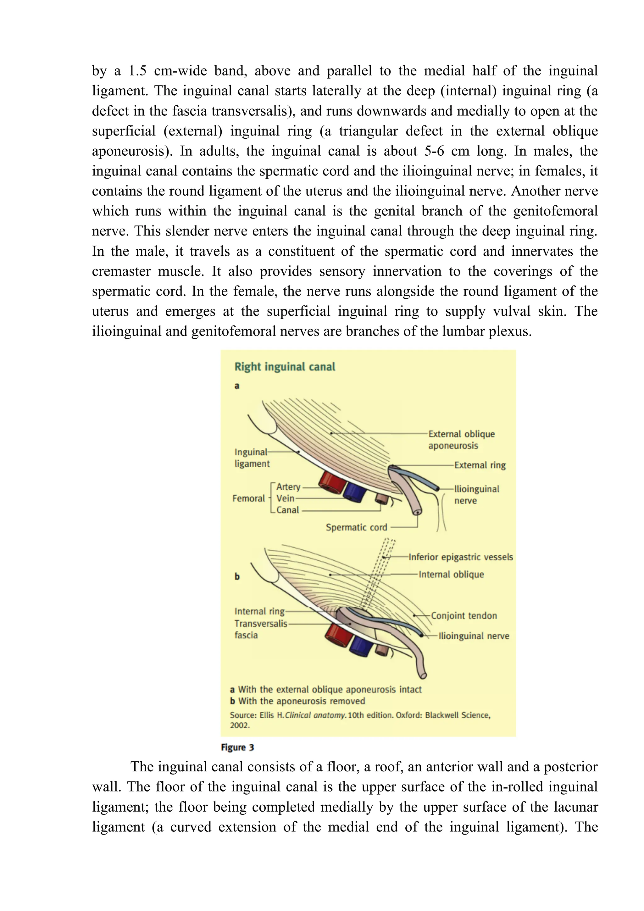 Indep work _Weaknesses of the anterior abdominal wall_ (4).pdf