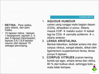 Indera manusia | PPT
