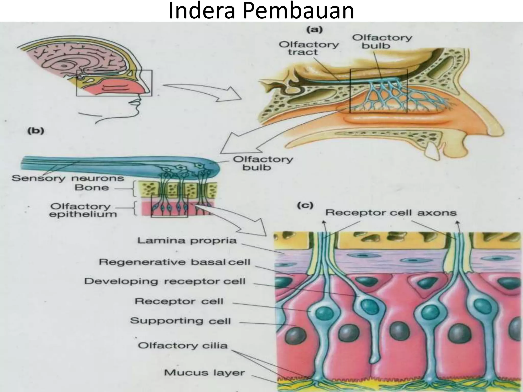 Indera pembauan | PPTX