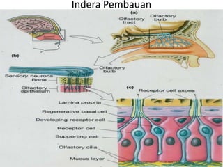 Indera pembauan | PPTX
