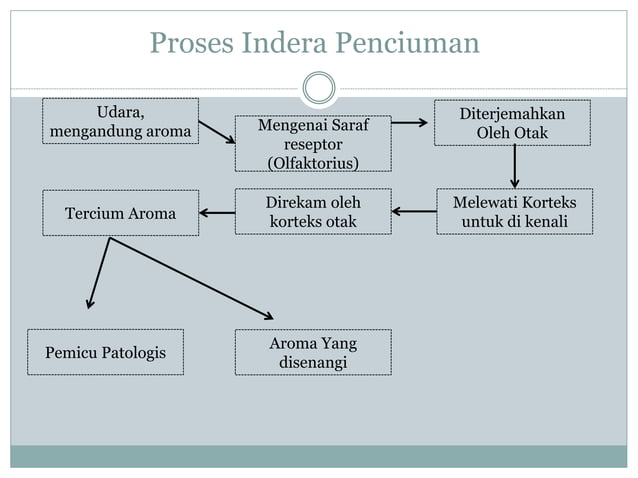 Indera Penciuman.pptx
