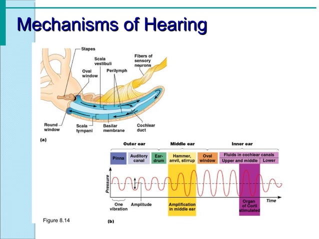 Indera penciuman dan pendengaran | PPT