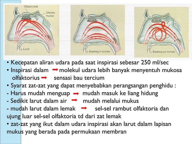 Indera penciuman dan pendengaran | PPT