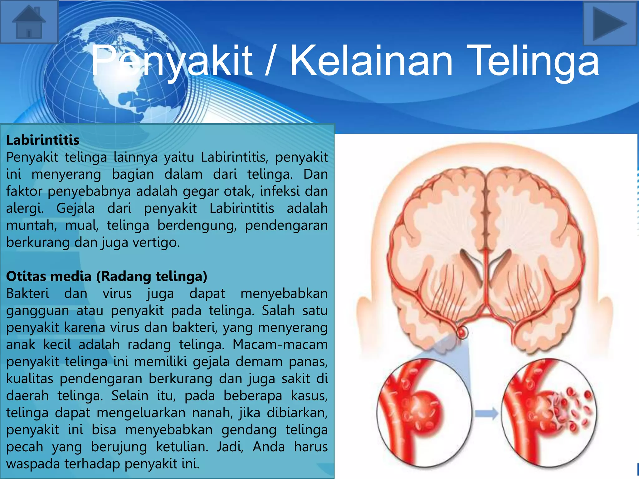Indera Pendengaran (Telinga) | PPTX