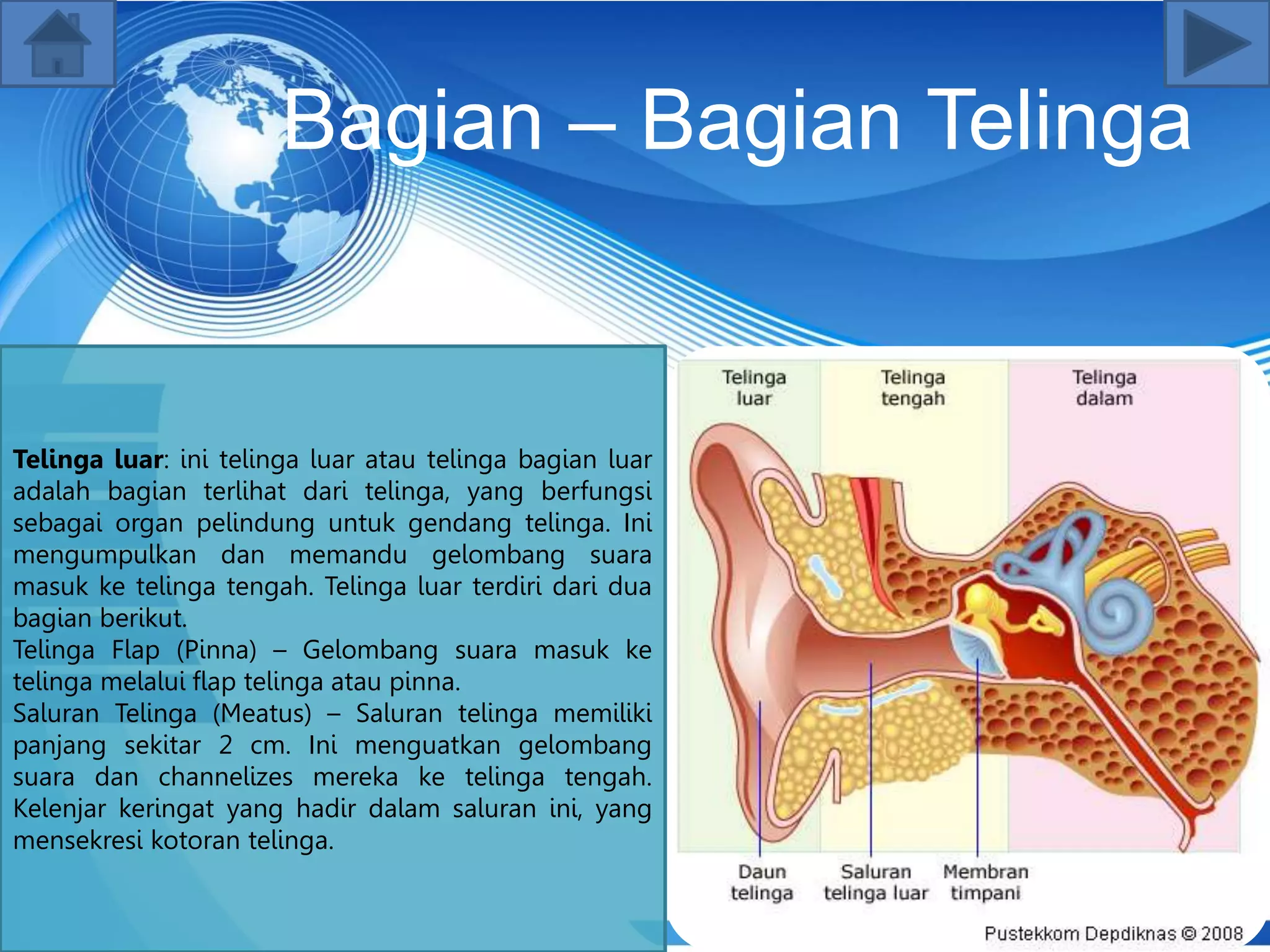 Indera Pendengaran (Telinga) | PPTX
