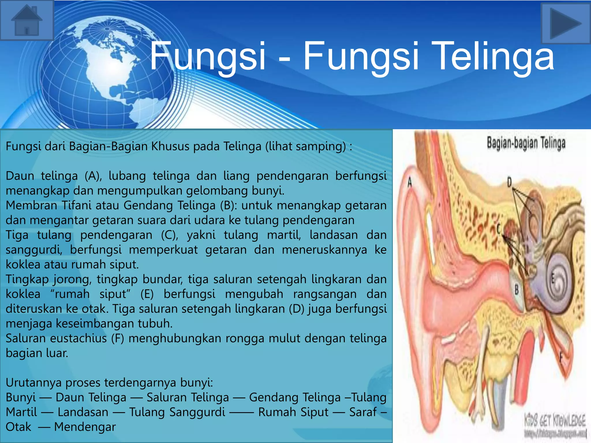 Indera Pendengaran (Telinga) | PPTX