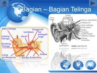 Indera Pendengaran (Telinga) | PPTX