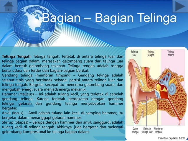Indera Pendengaran (Telinga) | PPTX
