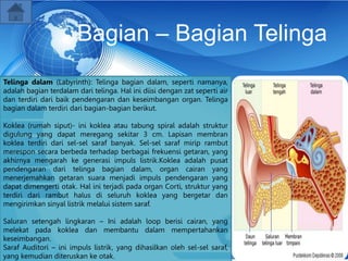 Indera Pendengaran (Telinga) | PPTX