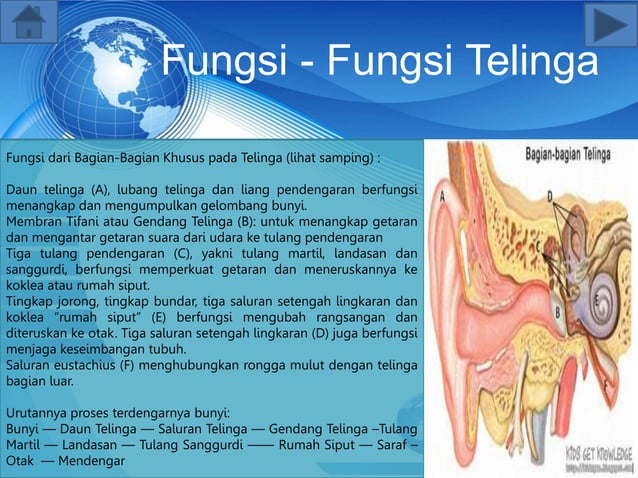 Indera Pendengaran (Telinga) | PPTX