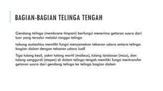 Indera pendengaran telinga kelas 5 Sekolah Dasar | PPTX