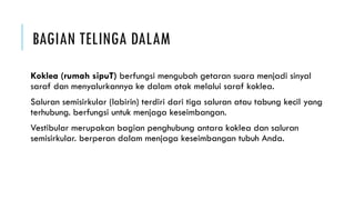 Indera pendengaran telinga kelas 5 Sekolah Dasar | PPTX