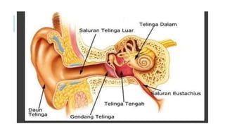 Indera pendengaran telinga kelas 5 Sekolah Dasar | PPTX