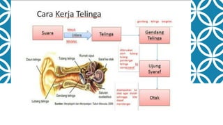 Indera pendengaran telinga kelas 5 Sekolah Dasar | PPTX