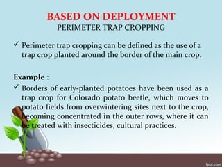 Trap crops in pest management | PPT | Agriculture | Industries