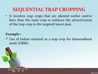 Trap crops in pest management | PPT | Agriculture | Industries