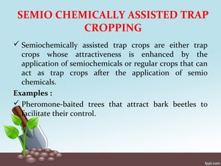 Trap crops in pest management | PPT | Agriculture | Industries