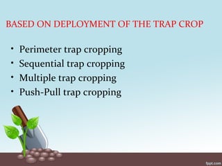 Trap crops in pest management | PPT | Agriculture | Industries