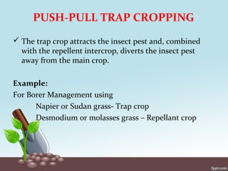 Trap crops in pest management | PPT