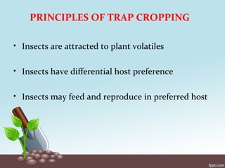 Trap crops in pest management | PPT