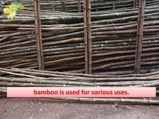 Indian bamboo | PPT