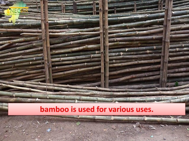 Indian bamboo | PPT