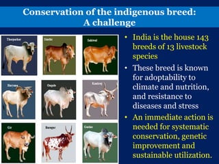 Indian animal husbandry sector | PPTX