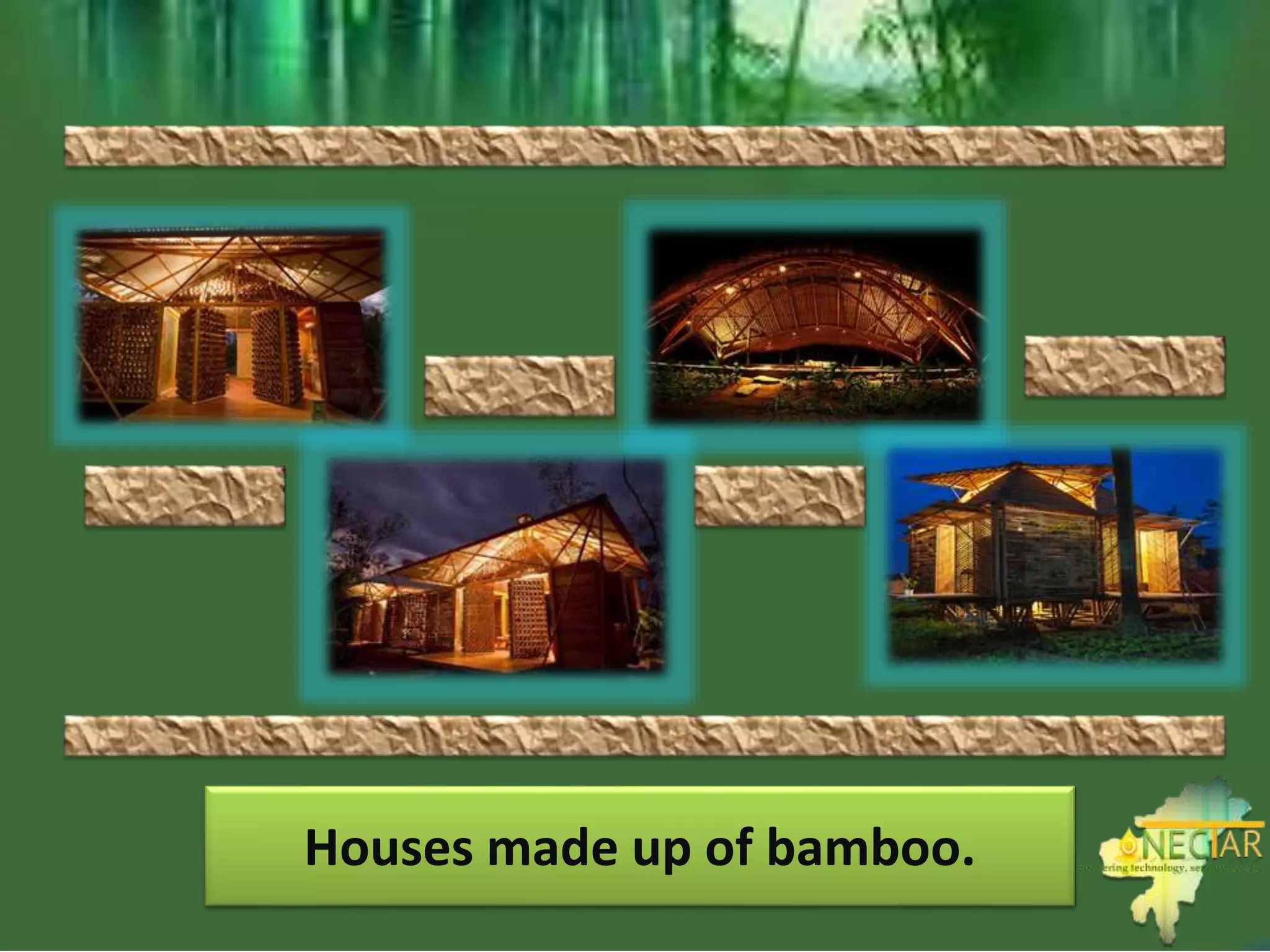 Indian bamboo - www.nectar.org.in
