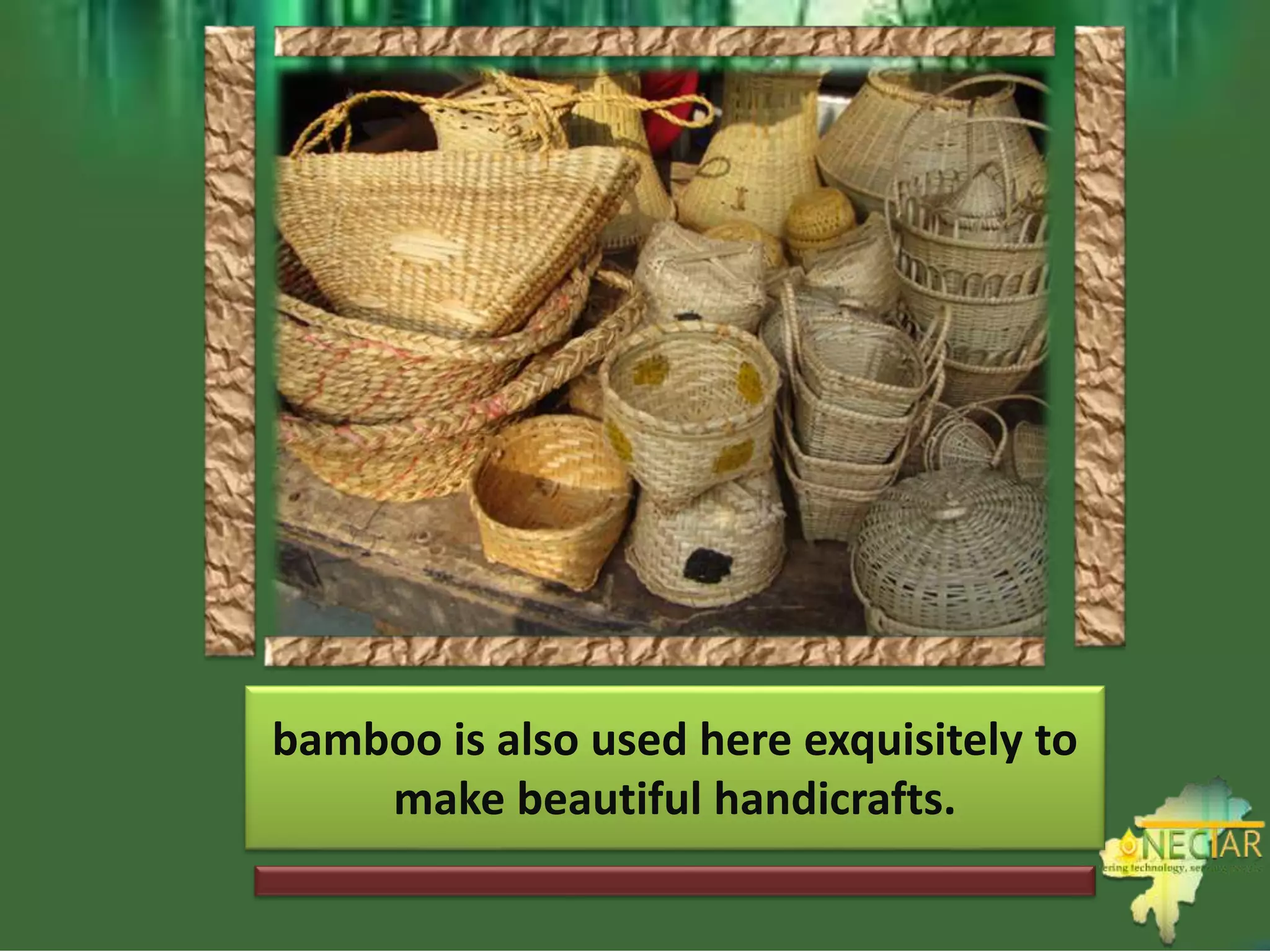 Indian bamboo - www.nectar.org.in