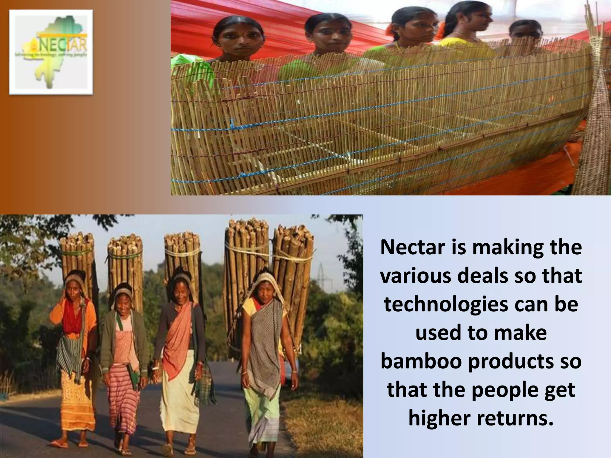 Indian bamboo - www.nectar.org.in