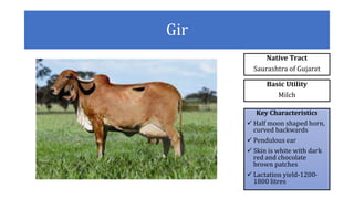 Important Indigenous Livestock Breeds of India | PDF