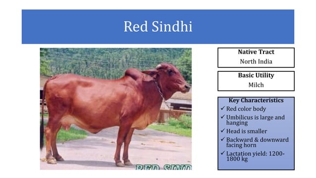 Important Indigenous Livestock Breeds of India | PDF