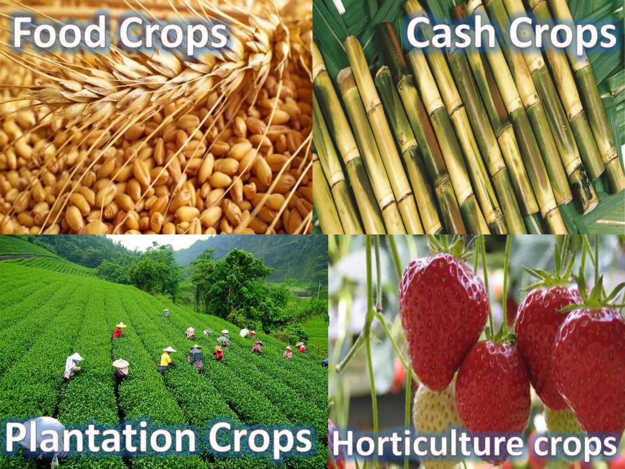 types of crops and productivity in india | PPT