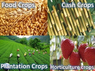 types of crops and productivity in india | PPT