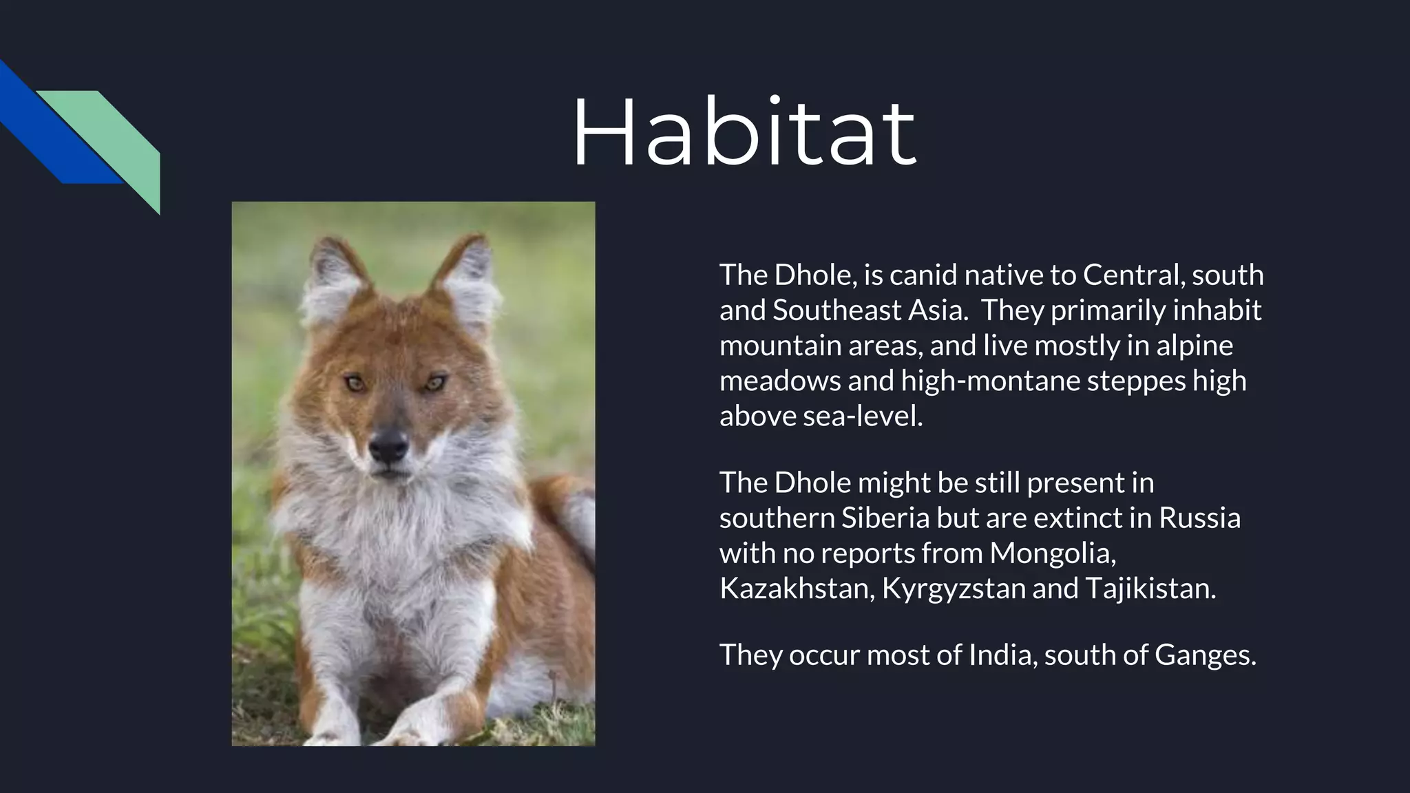 Indian endangered species | PPTX