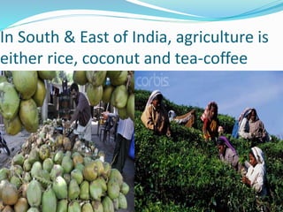 Indian farmer presentation | PPTX