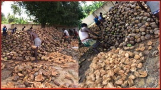 Fresh coconut export from INDIA - By YODHA EXPORTS | PPT | Free Download