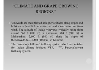 Indian Grape Varieties | PDF