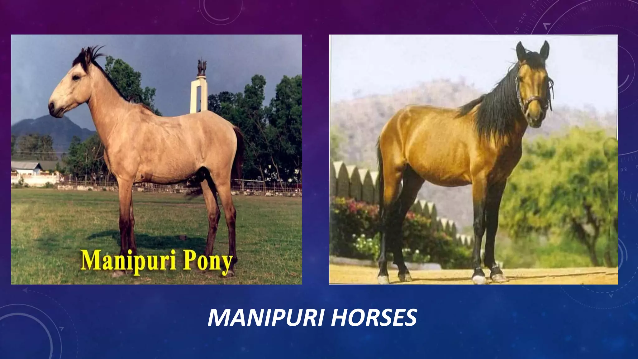 INDIAN HORSE BREEDS, INDIAN PONY BREEDS, HORSES, PONIES | PPTX