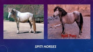 INDIAN HORSE BREEDS, INDIAN PONY BREEDS, HORSES, PONIES | PPTX
