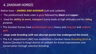 INDIAN HORSE BREEDS, INDIAN PONY BREEDS, HORSES, PONIES | PPTX