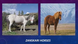 INDIAN HORSE BREEDS, INDIAN PONY BREEDS, HORSES, PONIES | PPTX