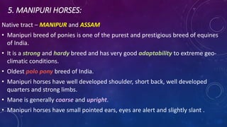 INDIAN HORSE BREEDS, INDIAN PONY BREEDS, HORSES, PONIES | PPTX
