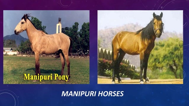 INDIAN HORSE BREEDS, INDIAN PONY BREEDS, HORSES, PONIES | PPTX