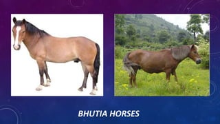 INDIAN HORSE BREEDS, INDIAN PONY BREEDS, HORSES, PONIES | PPTX