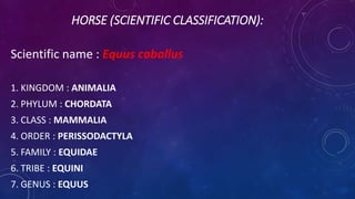 INDIAN HORSE BREEDS, INDIAN PONY BREEDS, HORSES, PONIES | PPTX