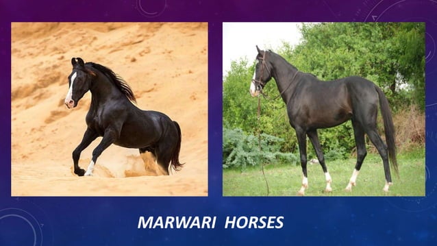 INDIAN HORSE BREEDS, INDIAN PONY BREEDS, HORSES, PONIES | PPTX