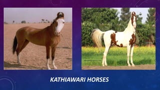 INDIAN HORSE BREEDS, INDIAN PONY BREEDS, HORSES, PONIES | PPTX