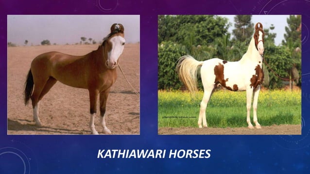 INDIAN HORSE BREEDS, INDIAN PONY BREEDS, HORSES, PONIES | PPTX